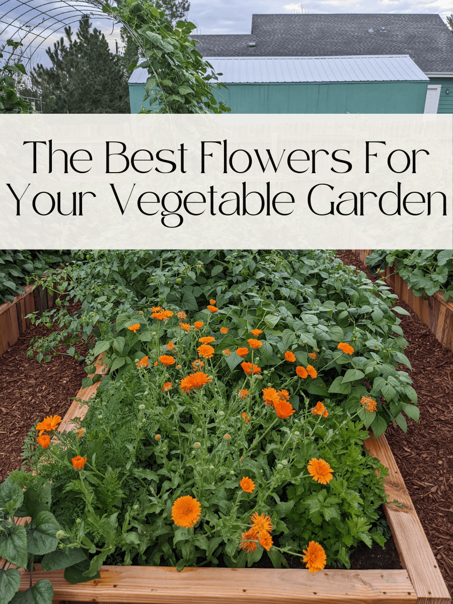 The 9 Best Flowers To Add To Your Vegetable Garden - The Overwhelmed Momma