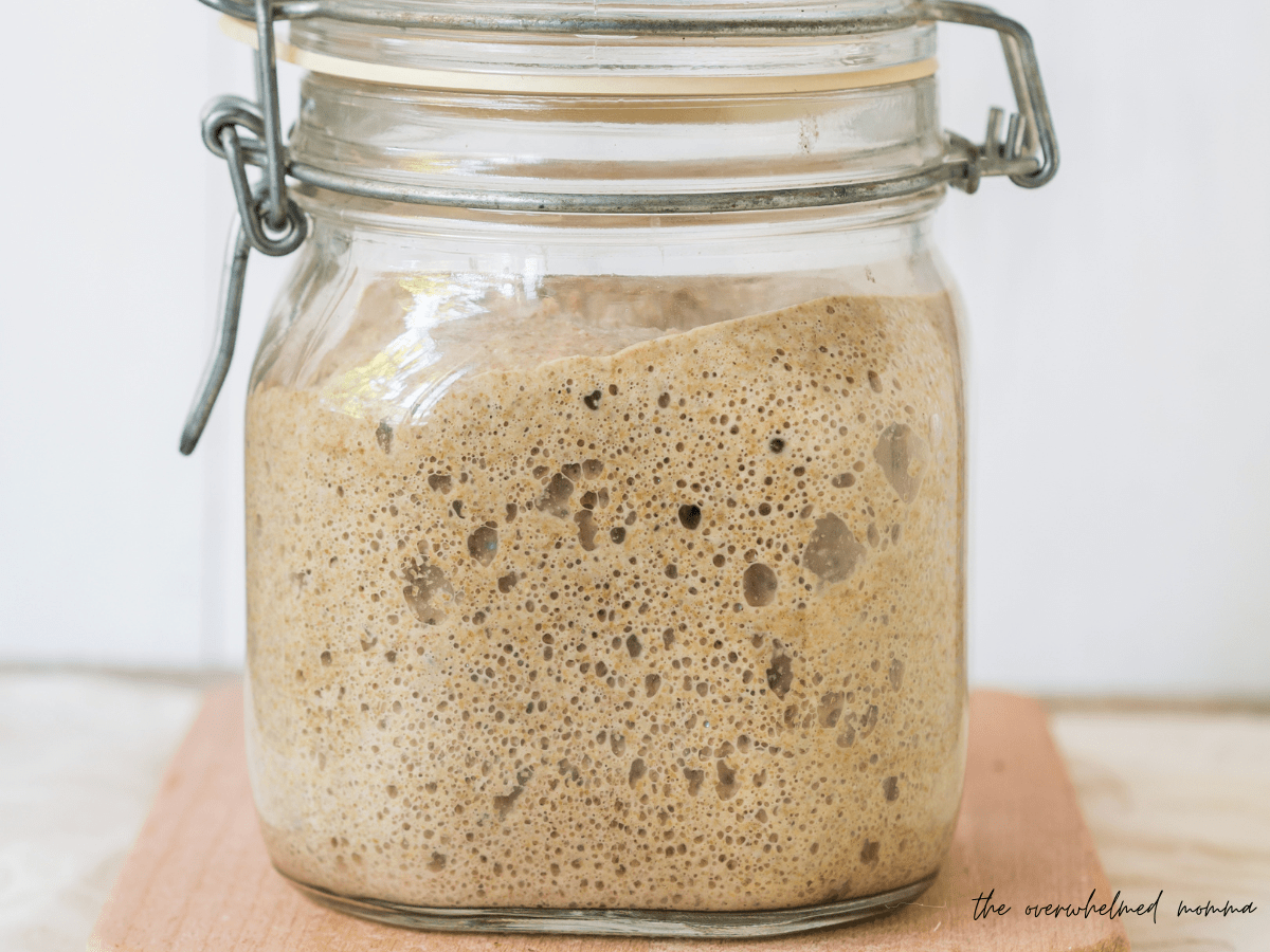 Sourdough Starter 101: A Gentle Guide for First-Timers - The Overwhelmed Momma
